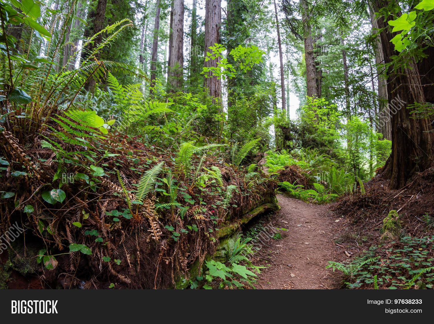 Prehistoric Forest Image & Photo (Free Trial) | Bigstock