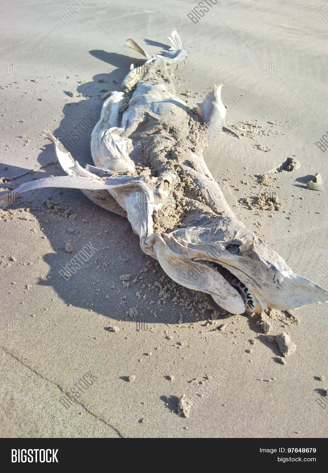 Dried Dead Shark Image & Photo (Free Trial) | Bigstock