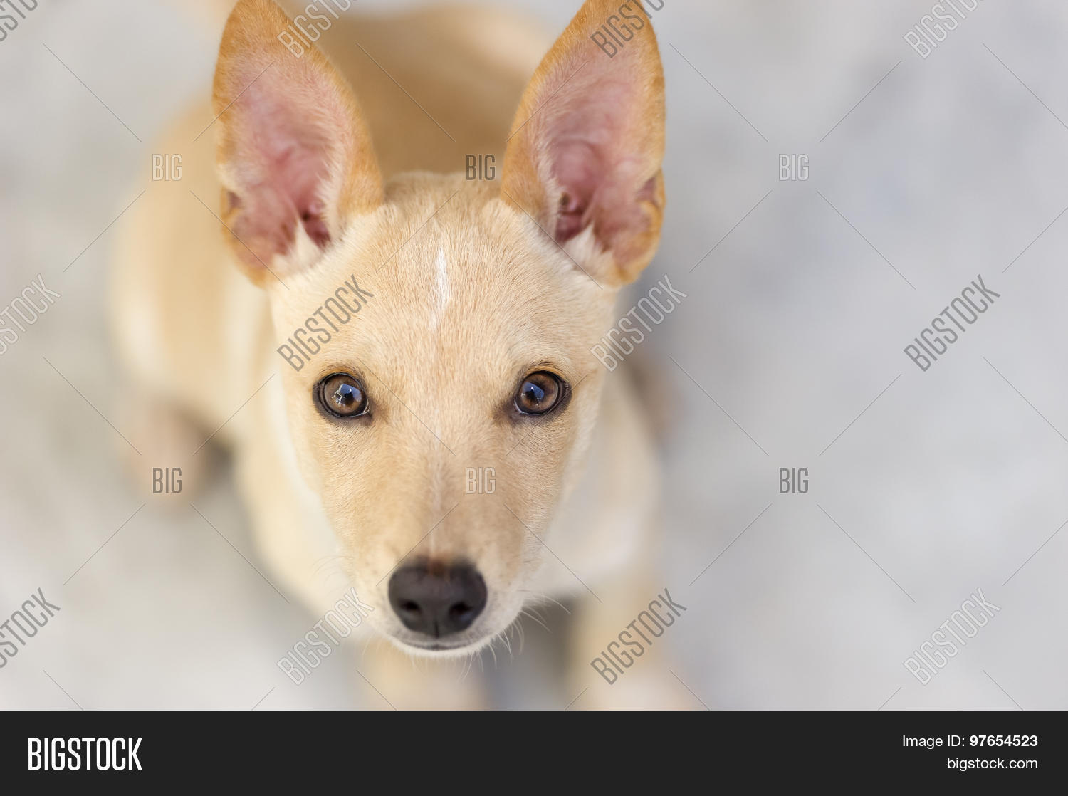 Curious Dog Image & Photo (Free Trial) | Bigstock