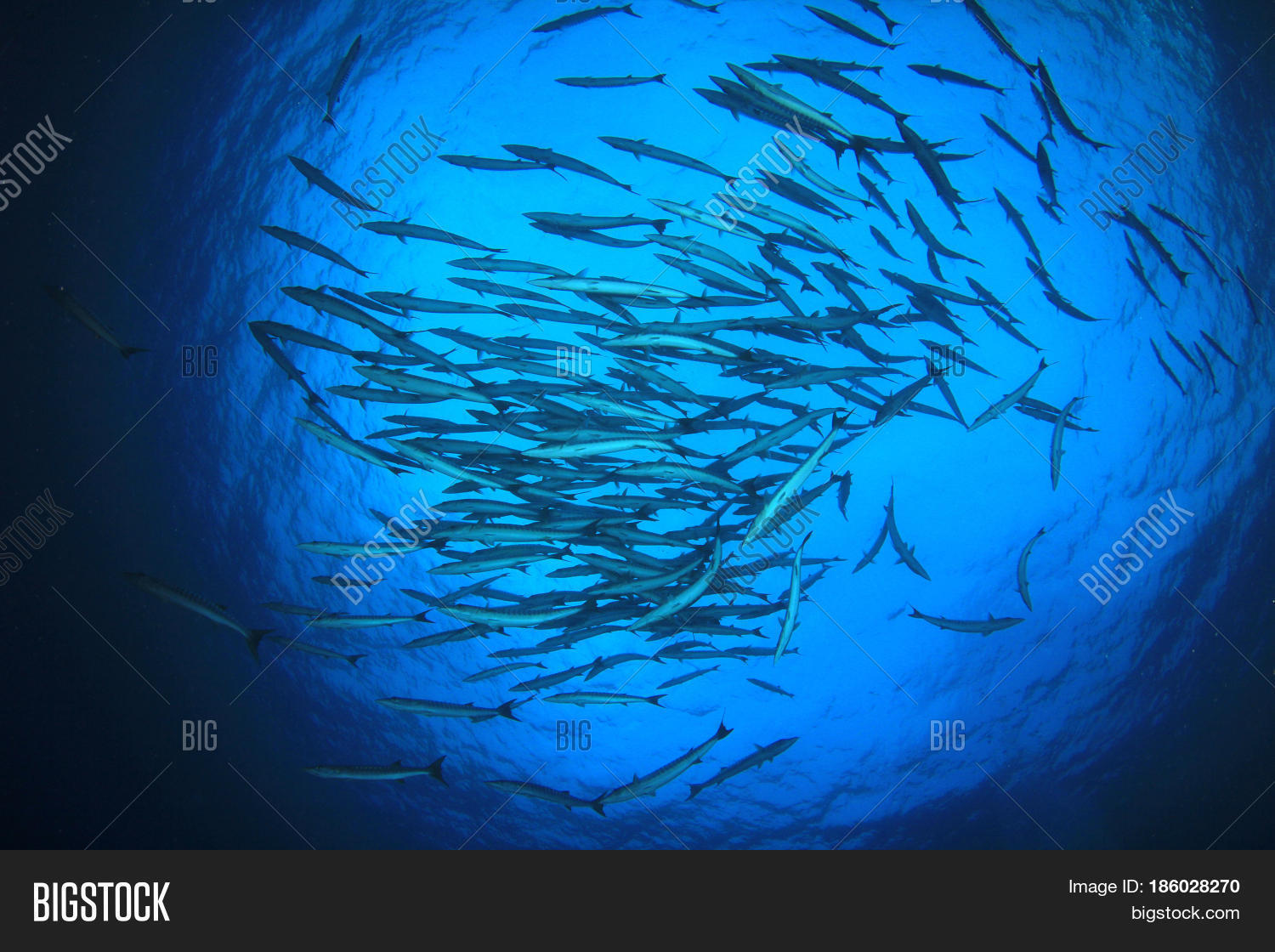 Chevron Barracuda Fish Image & Photo (Free Trial) | Bigstock