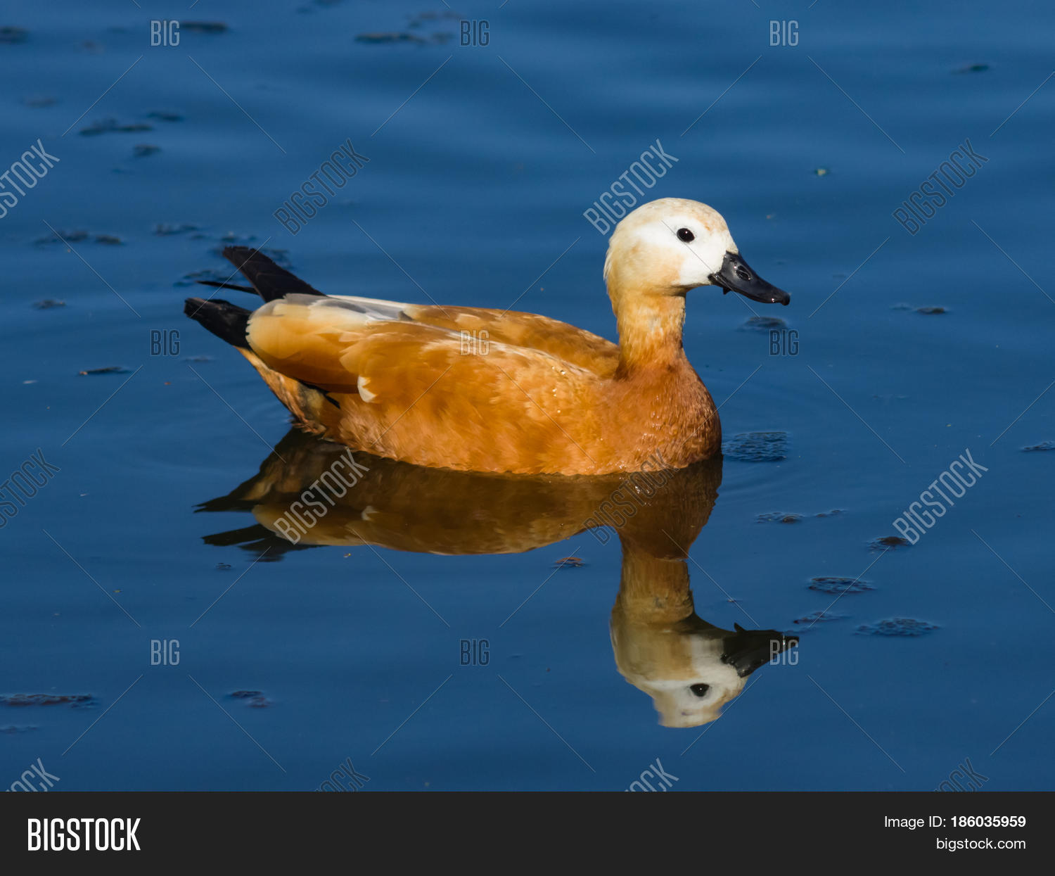 Female Ruddy Shelduck Image & Photo (Free Trial) | Bigstock