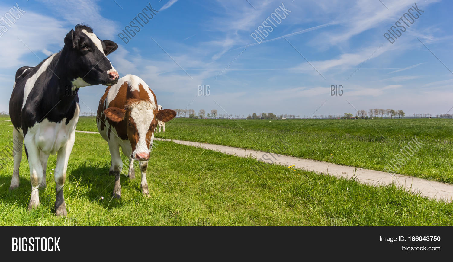 Panorama Two Holstein Image & Photo (Free Trial) | Bigstock