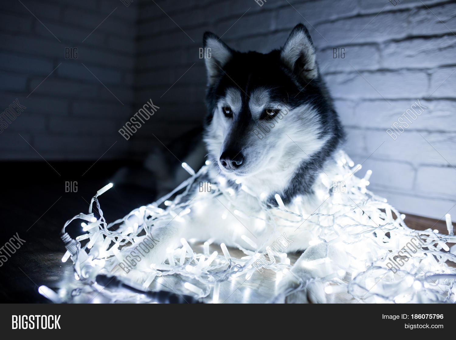 Siberian Husky Lights Image & Photo (Free Trial) | Bigstock
