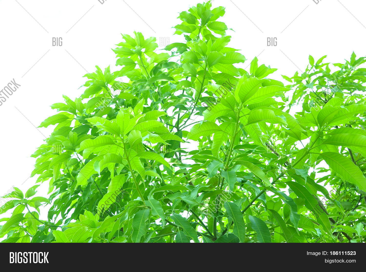 Texture Mango Leaves Image & Photo (Free Trial) | Bigstock