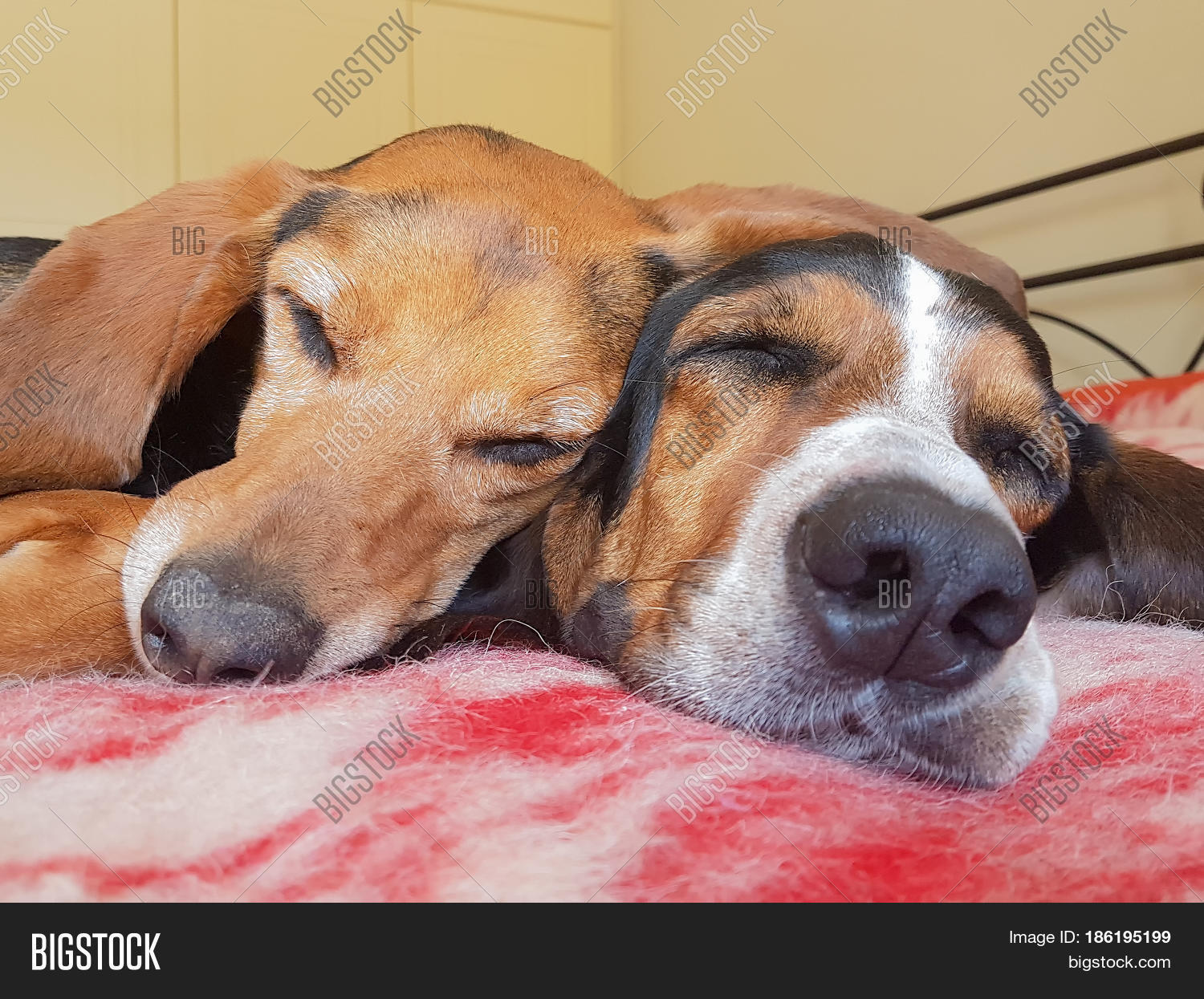 Two Cute Dogs Sleeping Image & Photo (Free Trial) | Bigstock