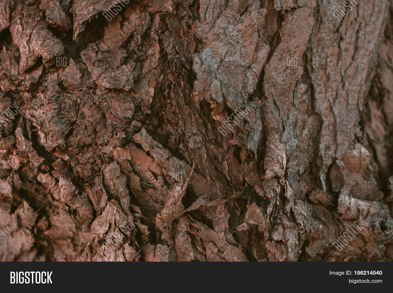 Schinus Molle Bark Image & Photo (Free Trial) | Bigstock