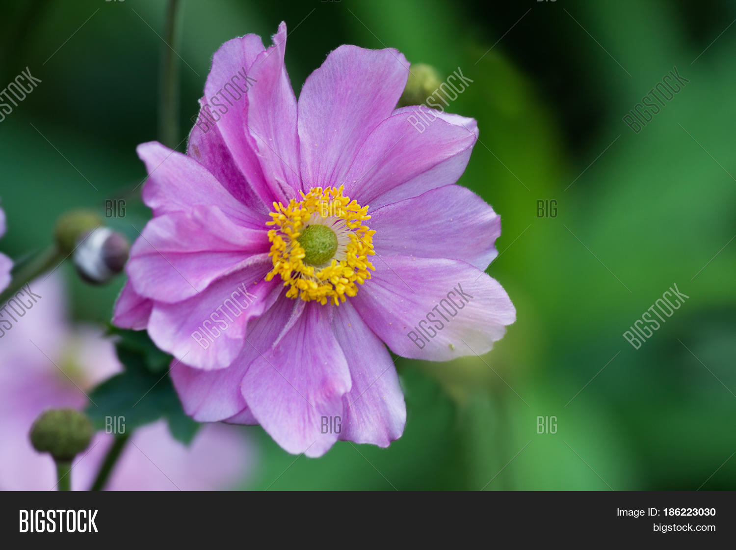 Pink Flower Anemone Image & Photo (Free Trial) | Bigstock