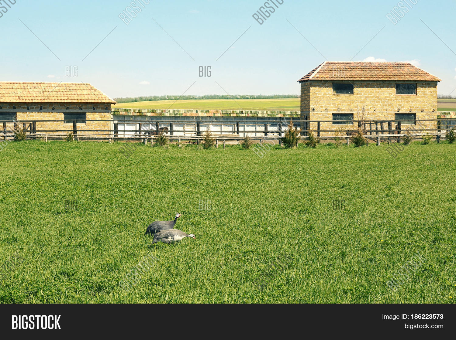 Beautiful Pasture Image & Photo (Free Trial) | Bigstock