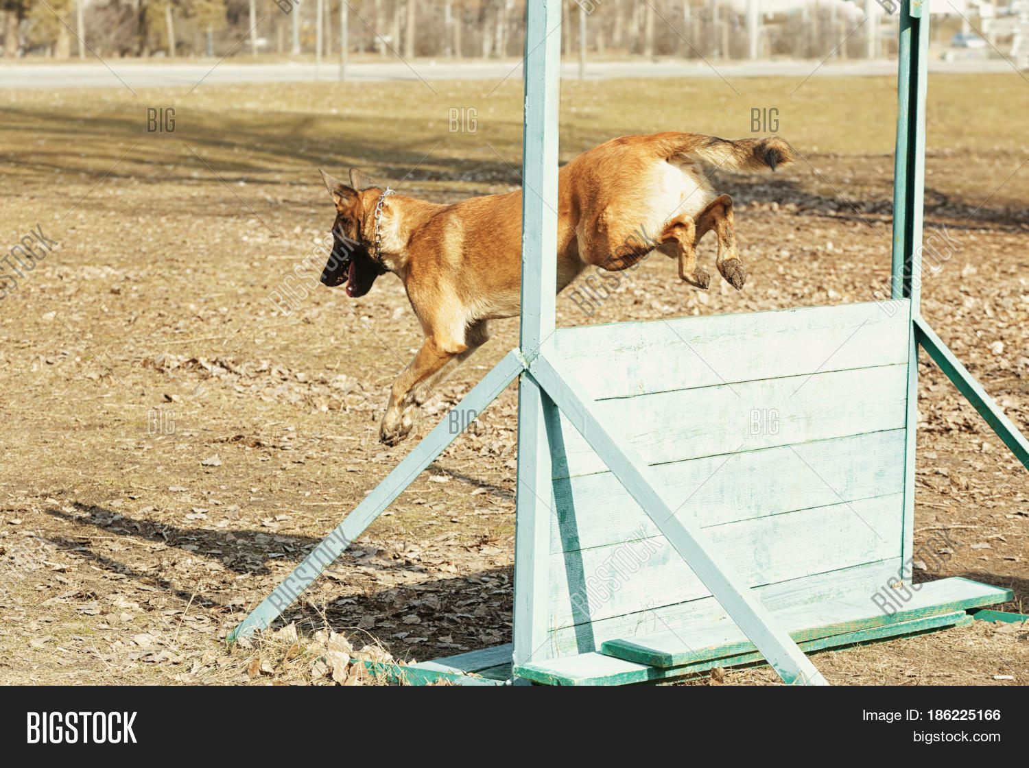 Training Working Dog Image & Photo (Free Trial) | Bigstock