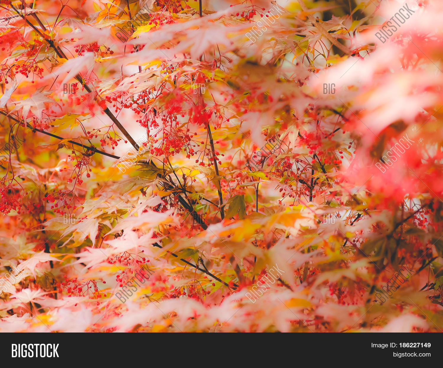 Red Maple Acer Tree Image & Photo (Free Trial) | Bigstock