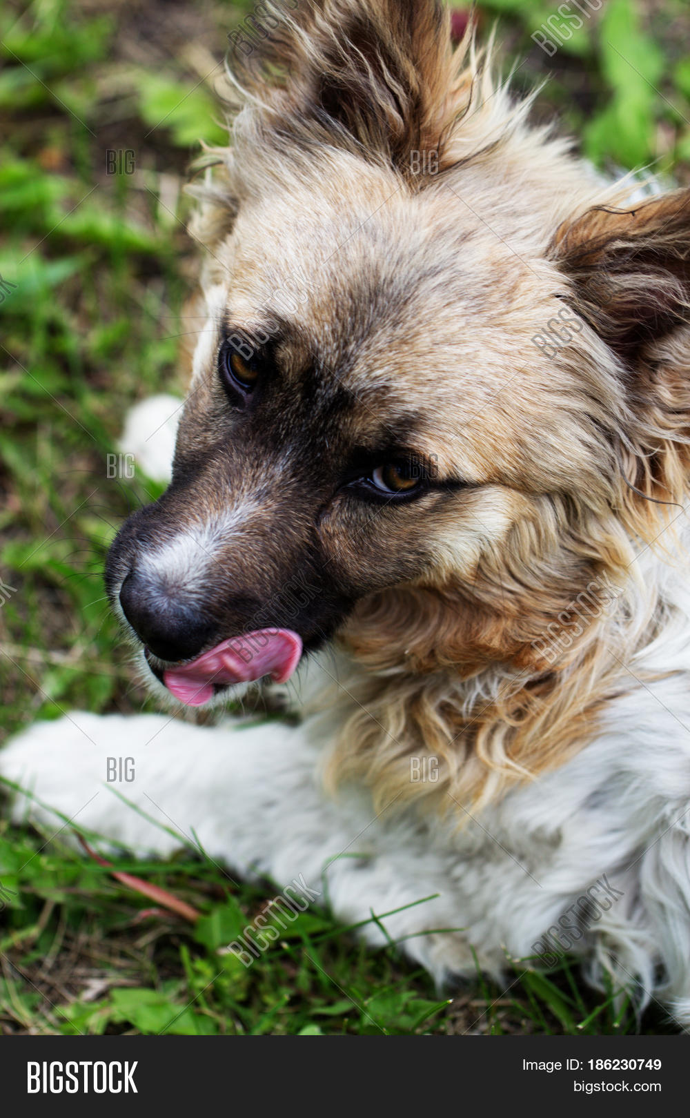 Fluffy Small Dog Lying Image & Photo (Free Trial) | Bigstock