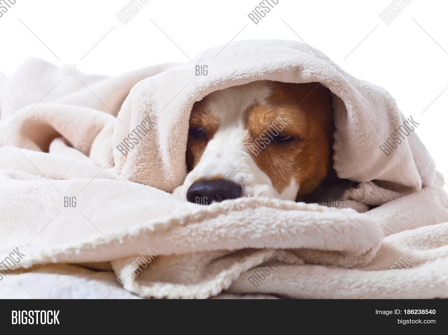 Sad Sick Dog Under Image & Photo (Free Trial) | Bigstock
