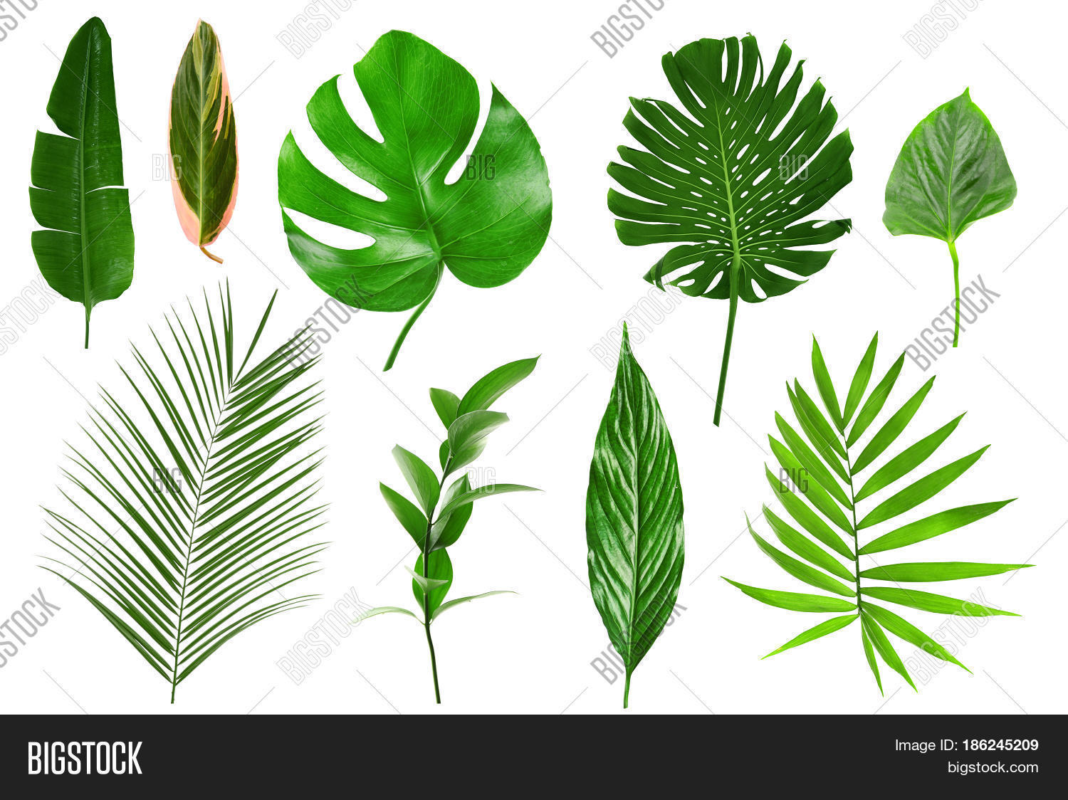 Different Tropical Image & Photo (Free Trial) | Bigstock
