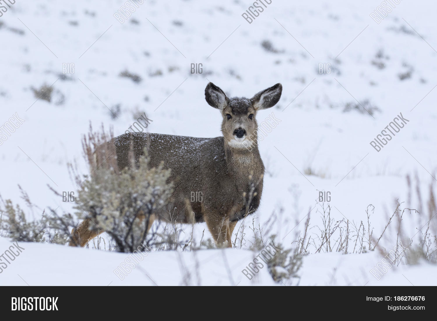 Mule Deer Doe Deep Image & Photo (Free Trial) | Bigstock