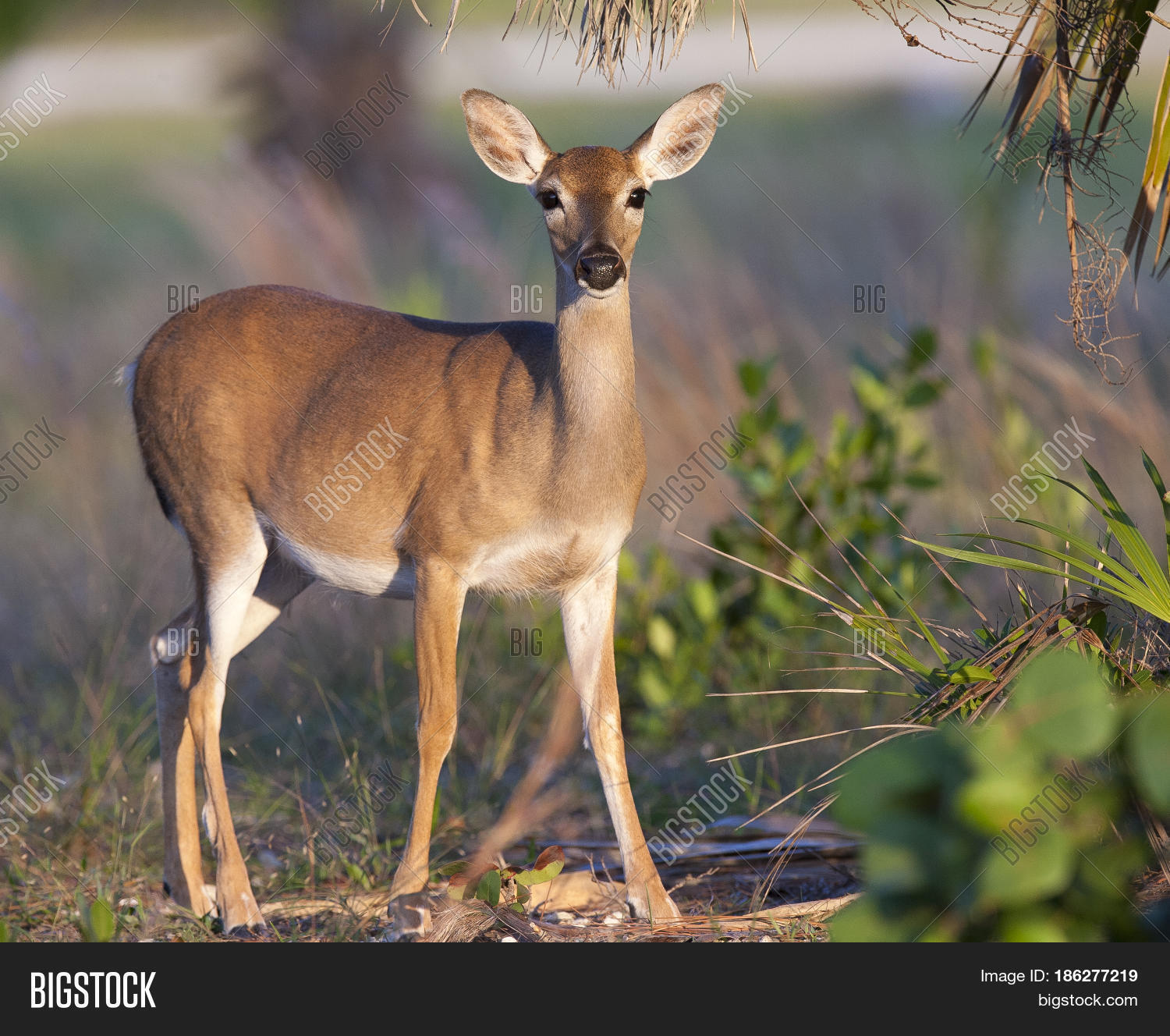 Endangered Key Deer Image & Photo (Free Trial) | Bigstock