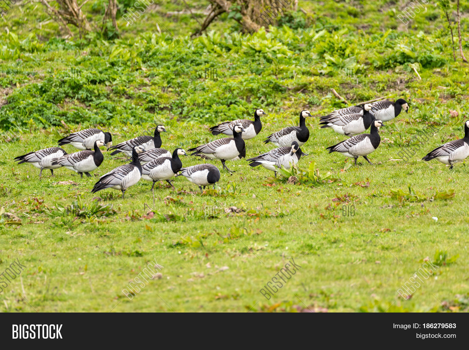 Group Barnacle Geese Image & Photo (Free Trial) | Bigstock