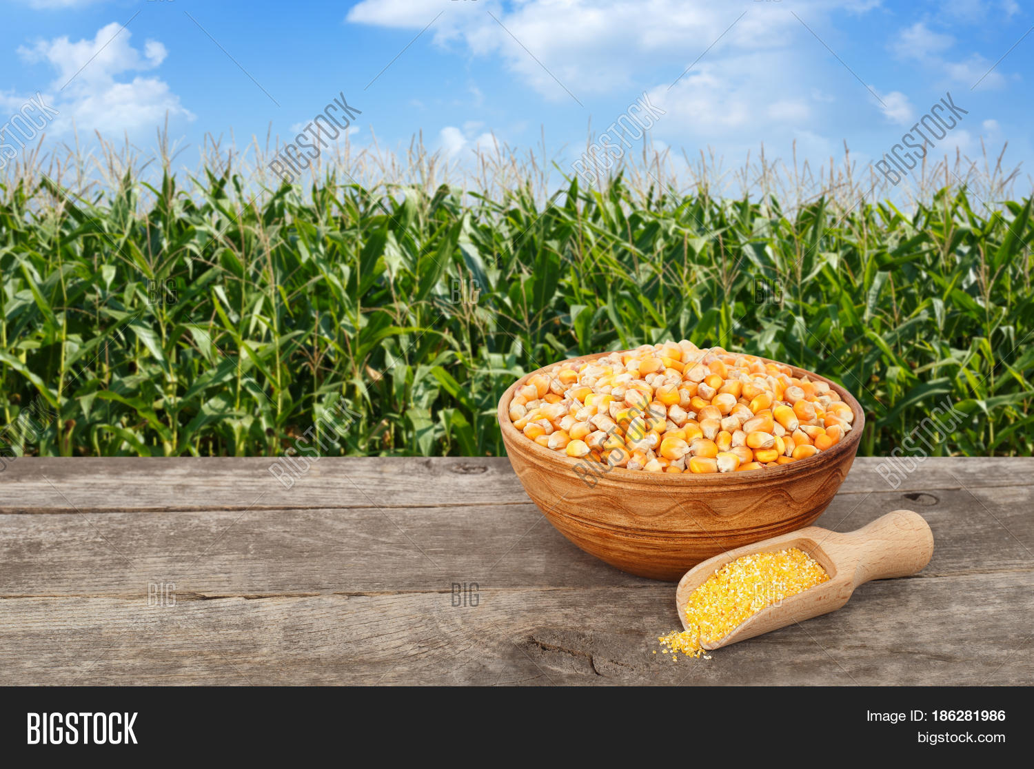 Uncooked Corn Seeds Image & Photo (Free Trial) | Bigstock