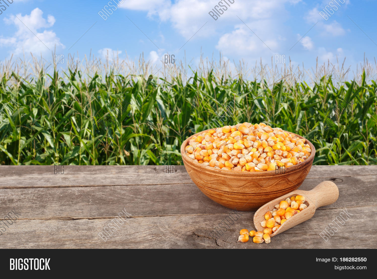 Uncooked Corn Grains Image & Photo (Free Trial) | Bigstock
