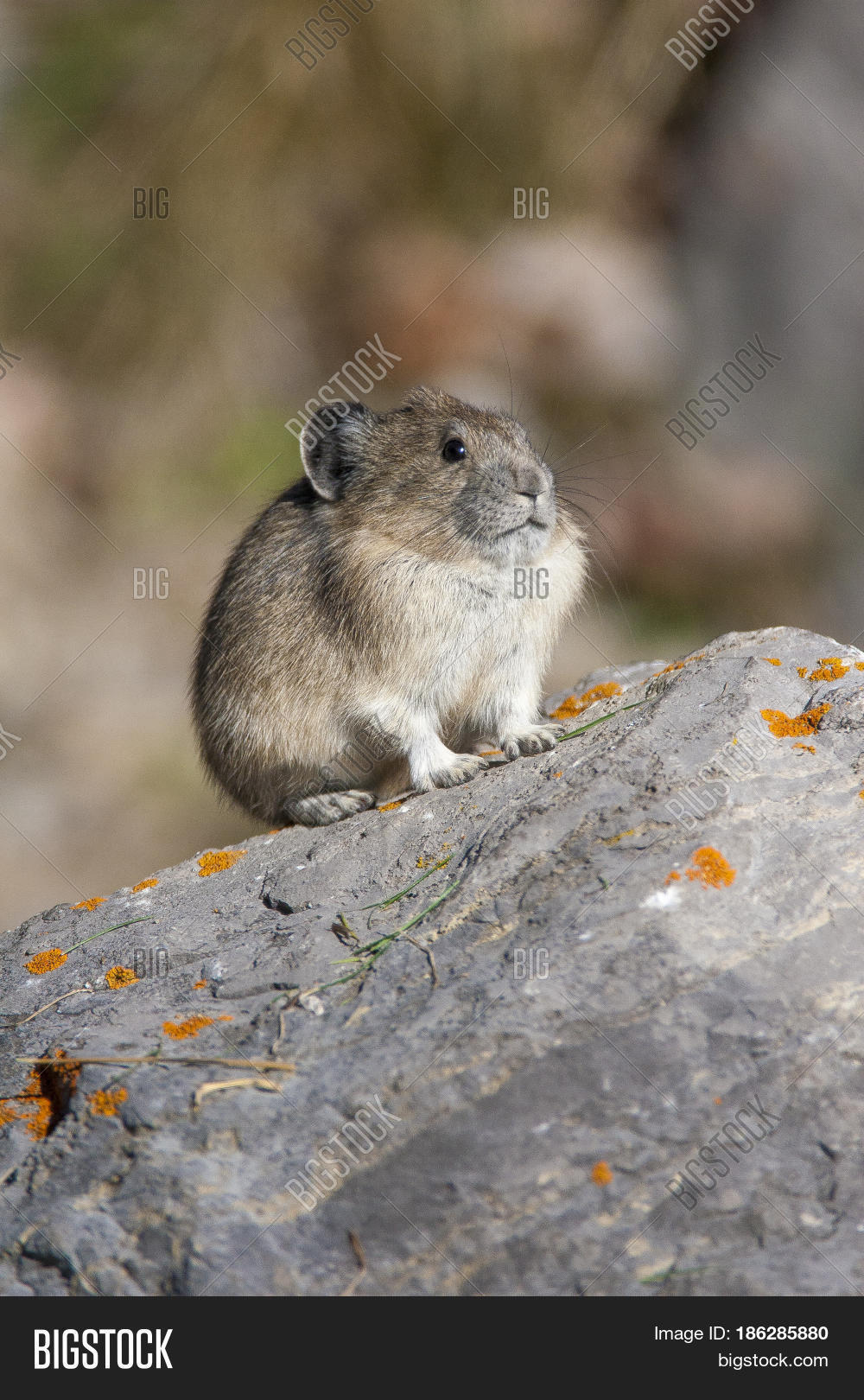 American Pika On Rock Image & Photo (Free Trial) | Bigstock