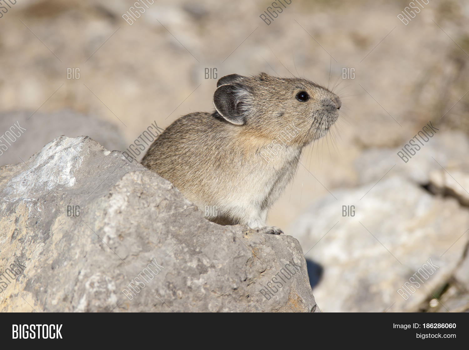 American Pika On Rock Image & Photo (Free Trial) | Bigstock