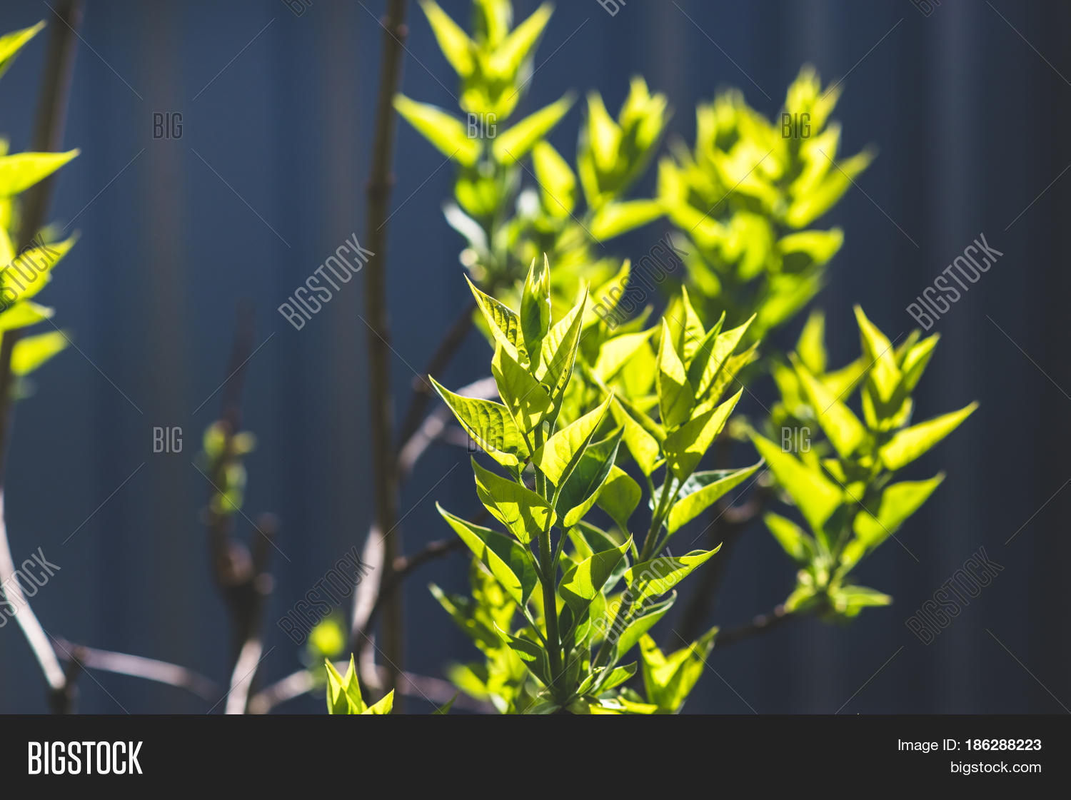 Green Bush Background Image & Photo (Free Trial) | Bigstock