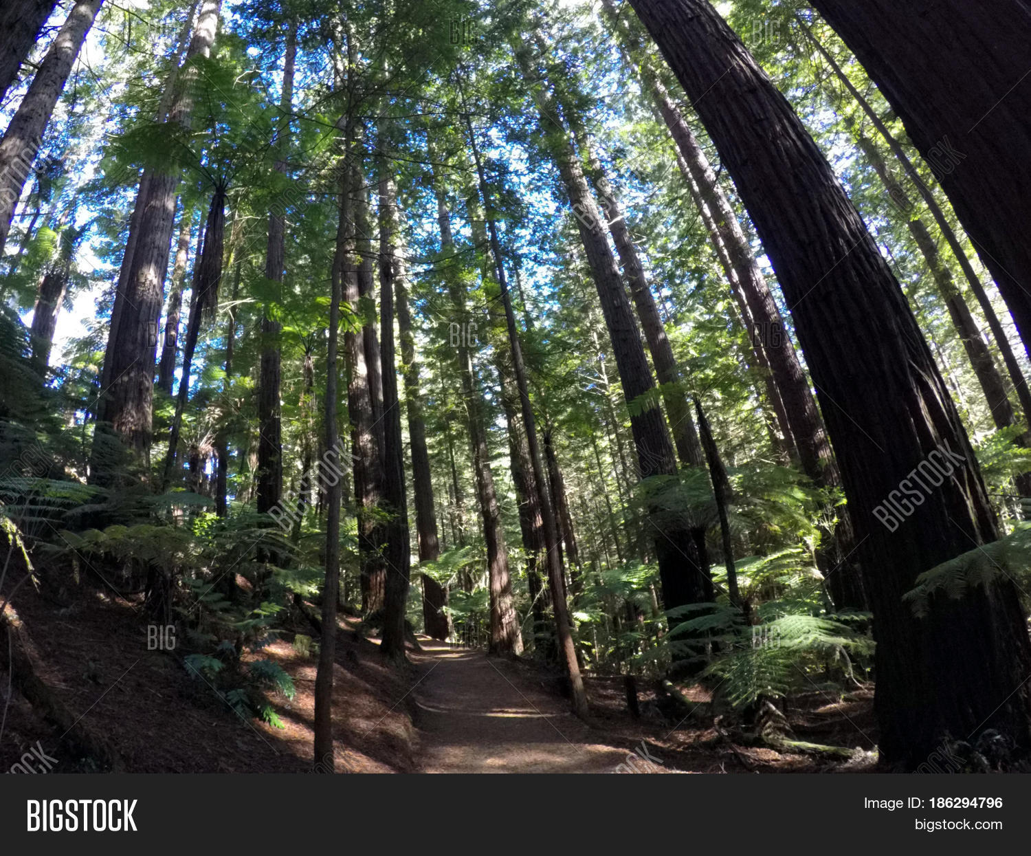 Giant Redwood Forests Image & Photo (Free Trial) | Bigstock