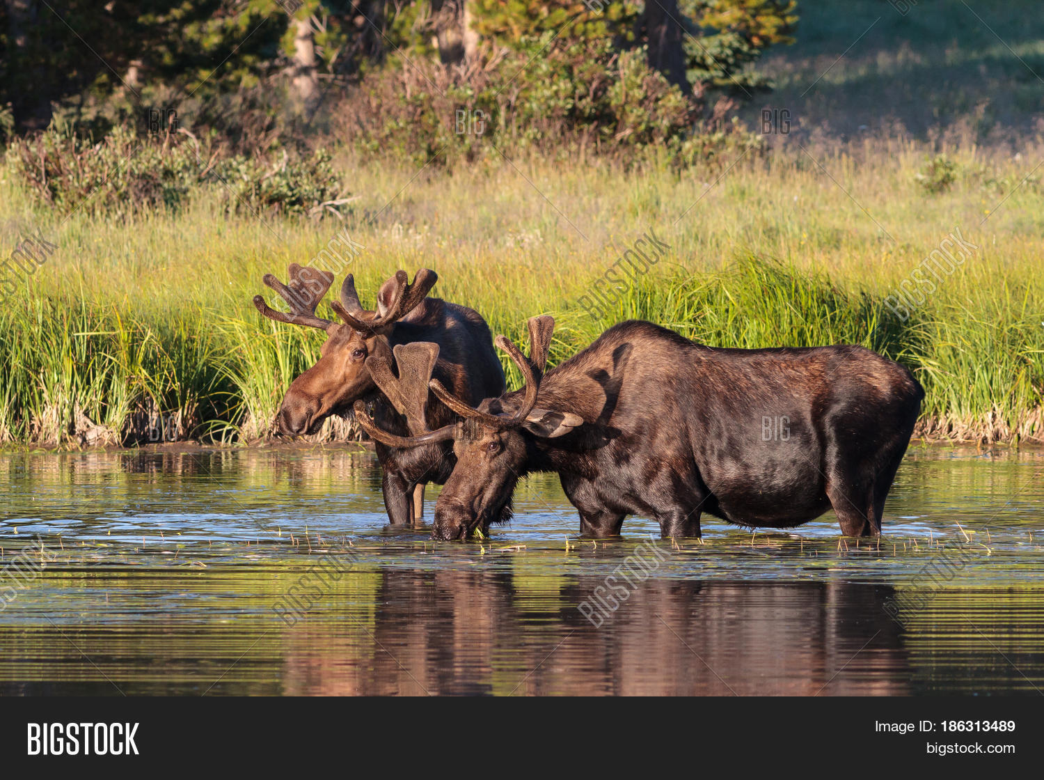Shiras Moose Wild Image & Photo (Free Trial) | Bigstock