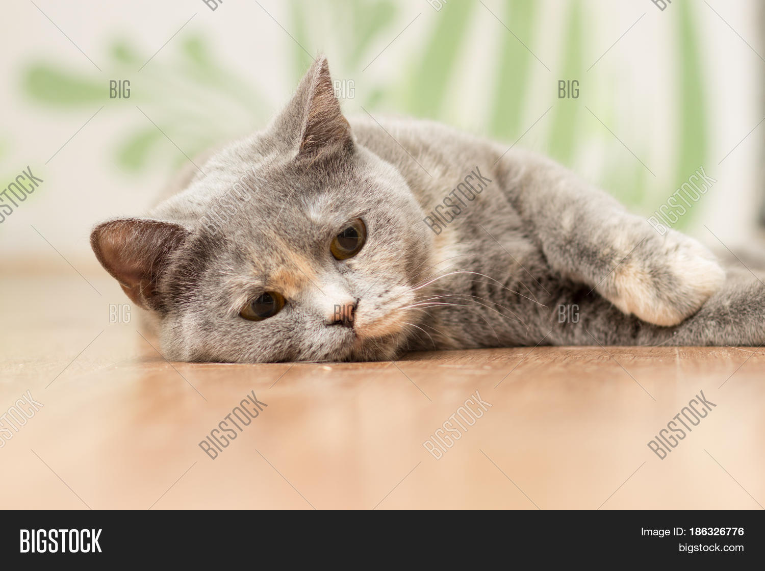 Light-colored Cat Red Image & Photo (Free Trial) | Bigstock