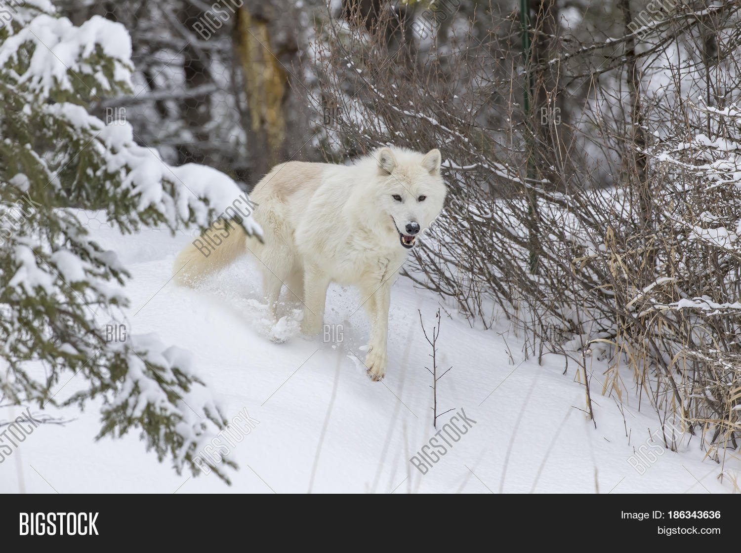 Arctic Wolf Snowy Image & Photo (Free Trial) | Bigstock