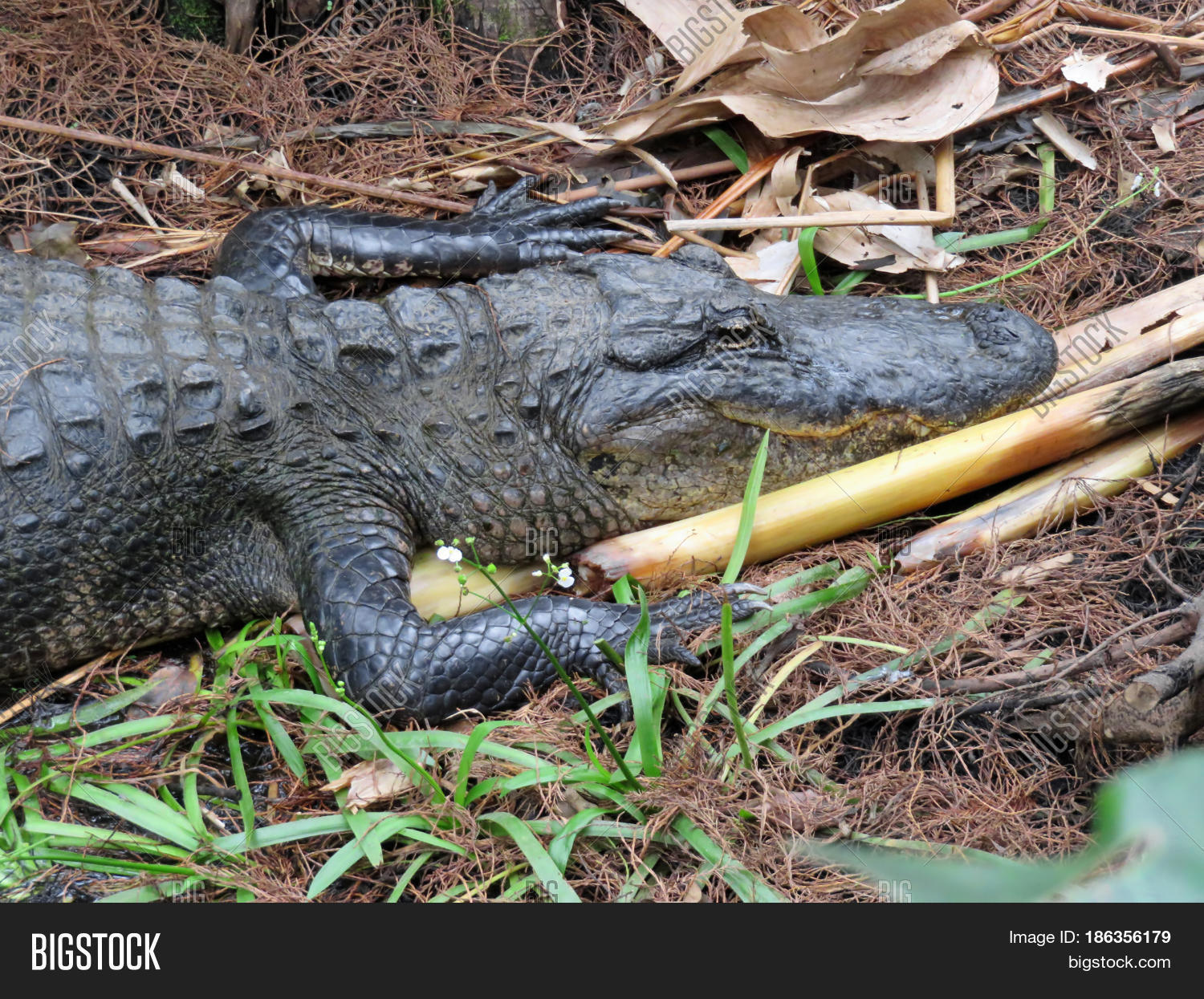 Alligator Corkscrew Image & Photo (Free Trial) | Bigstock