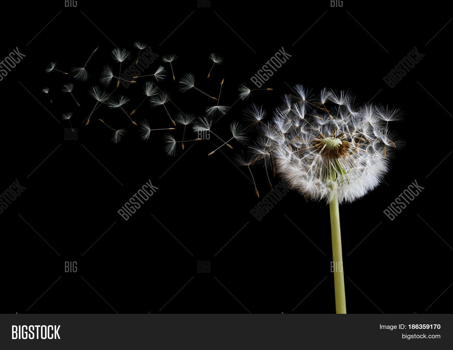 Dandelion Spreading Image & Photo (Free Trial) | Bigstock