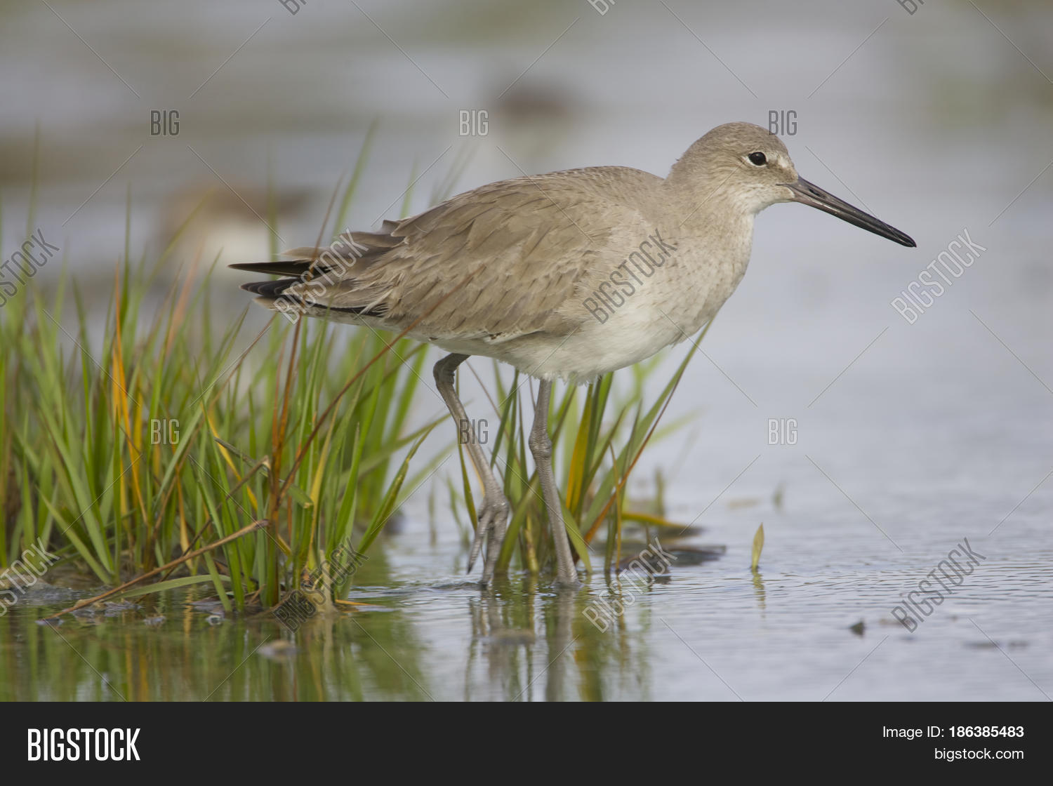Eastern Willet, Tringa Image & Photo (Free Trial) | Bigstock