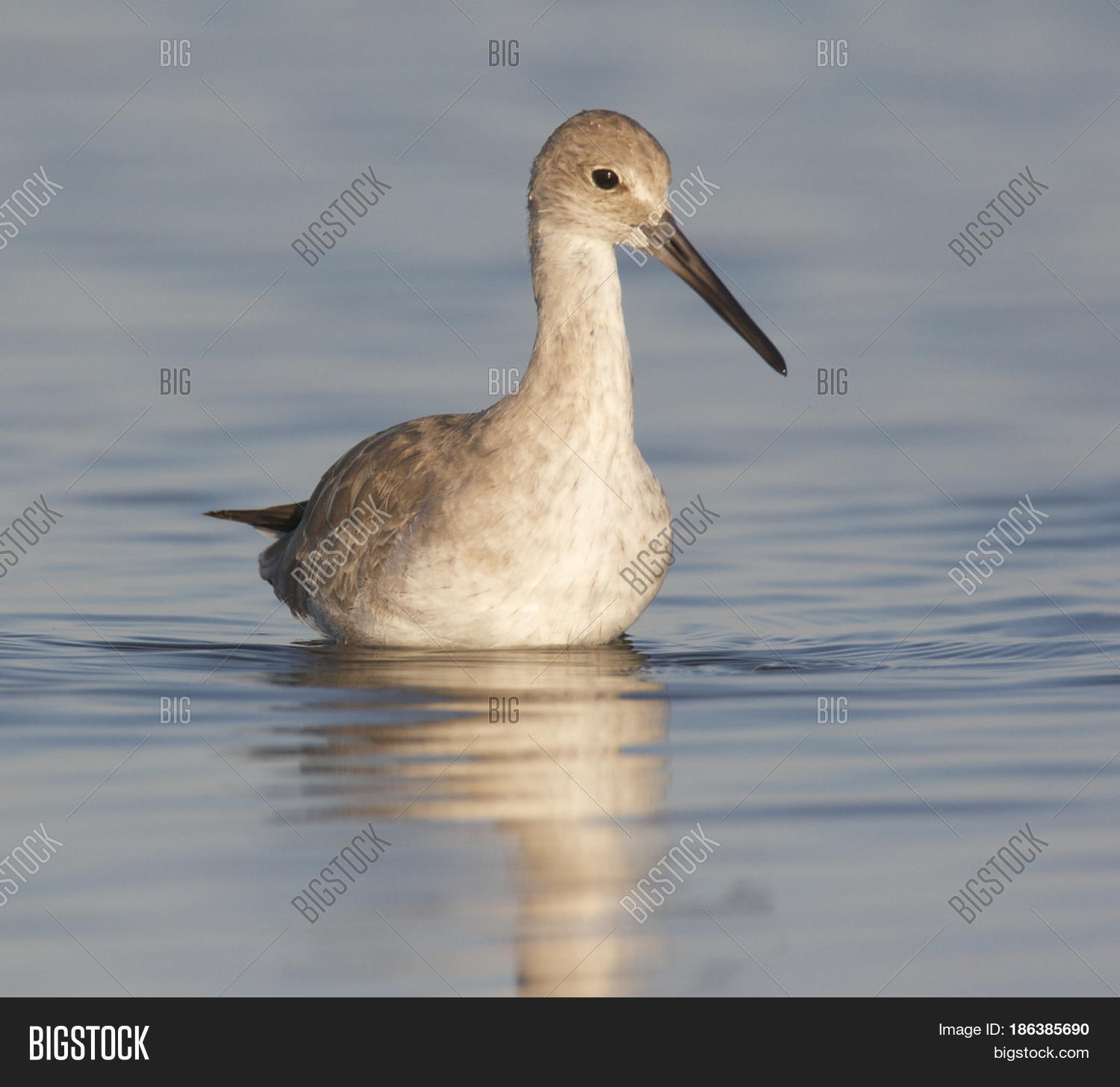 Eastern Willet, Tringa Image & Photo (Free Trial) | Bigstock