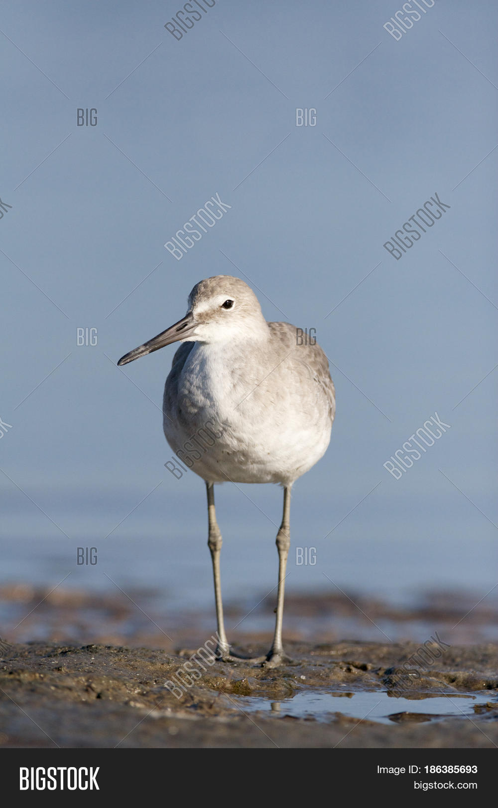 Eastern Willet, Tringa Image & Photo (Free Trial) | Bigstock