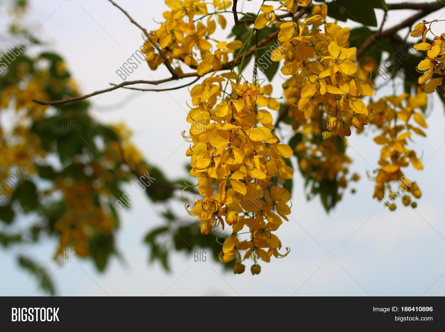Cassia Fistula Dok Image & Photo (Free Trial) | Bigstock