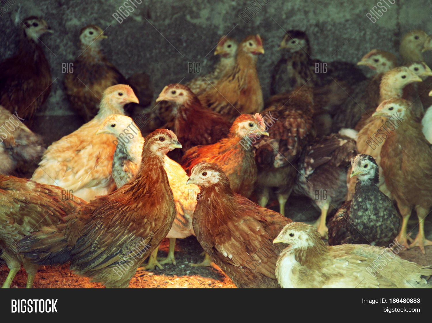 Two Three-month-old Image & Photo (Free Trial) | Bigstock