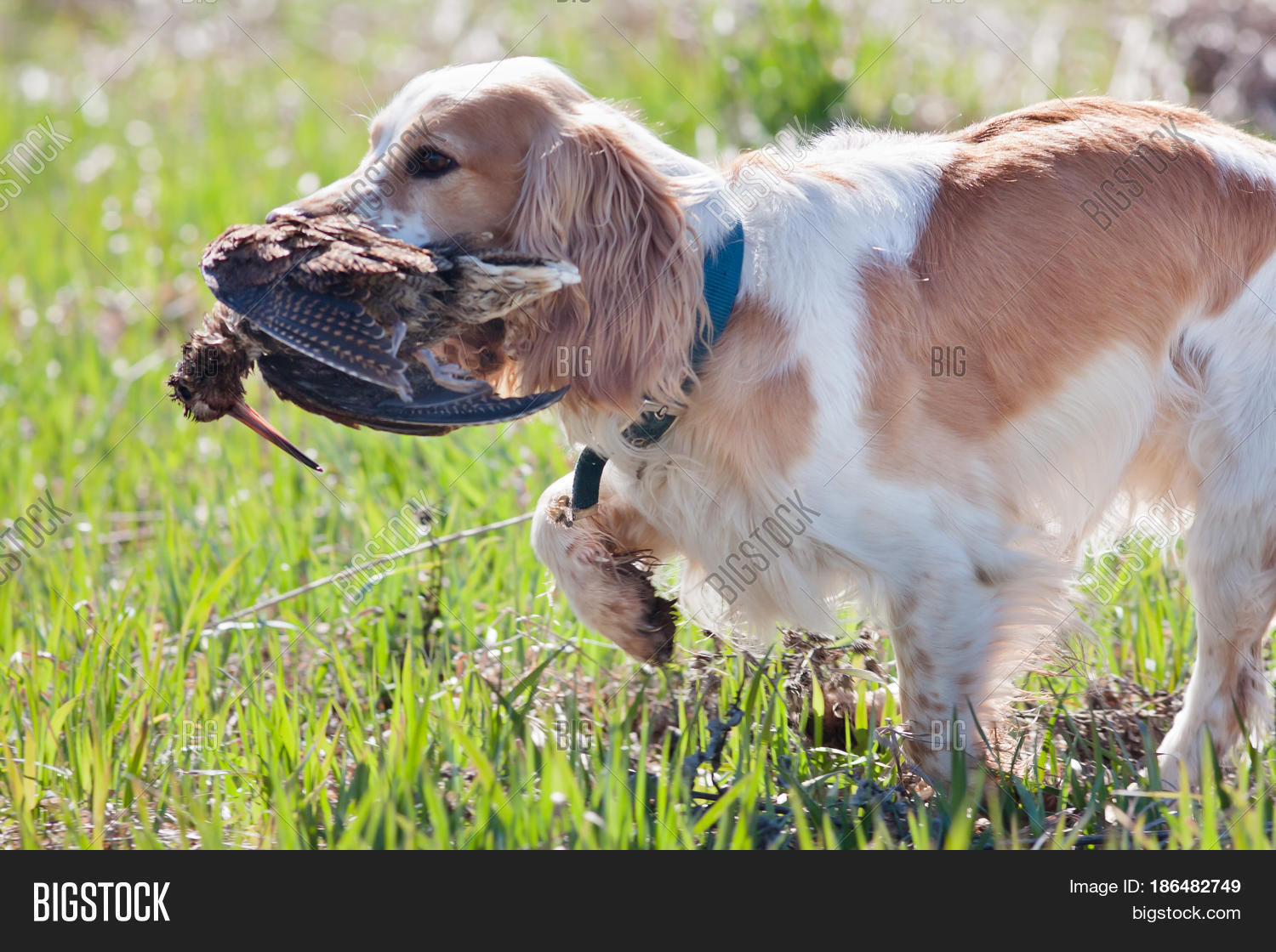 Hunting Dog Spaniel Image & Photo (Free Trial) | Bigstock