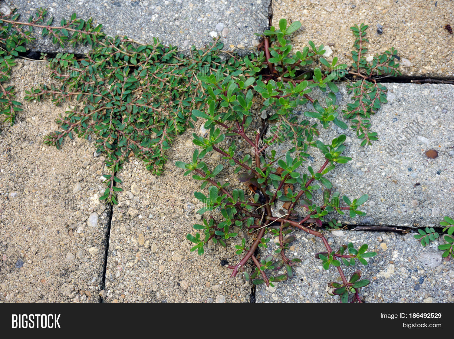 Portulaca Oleracea ( Image & Photo (Free Trial) | Bigstock