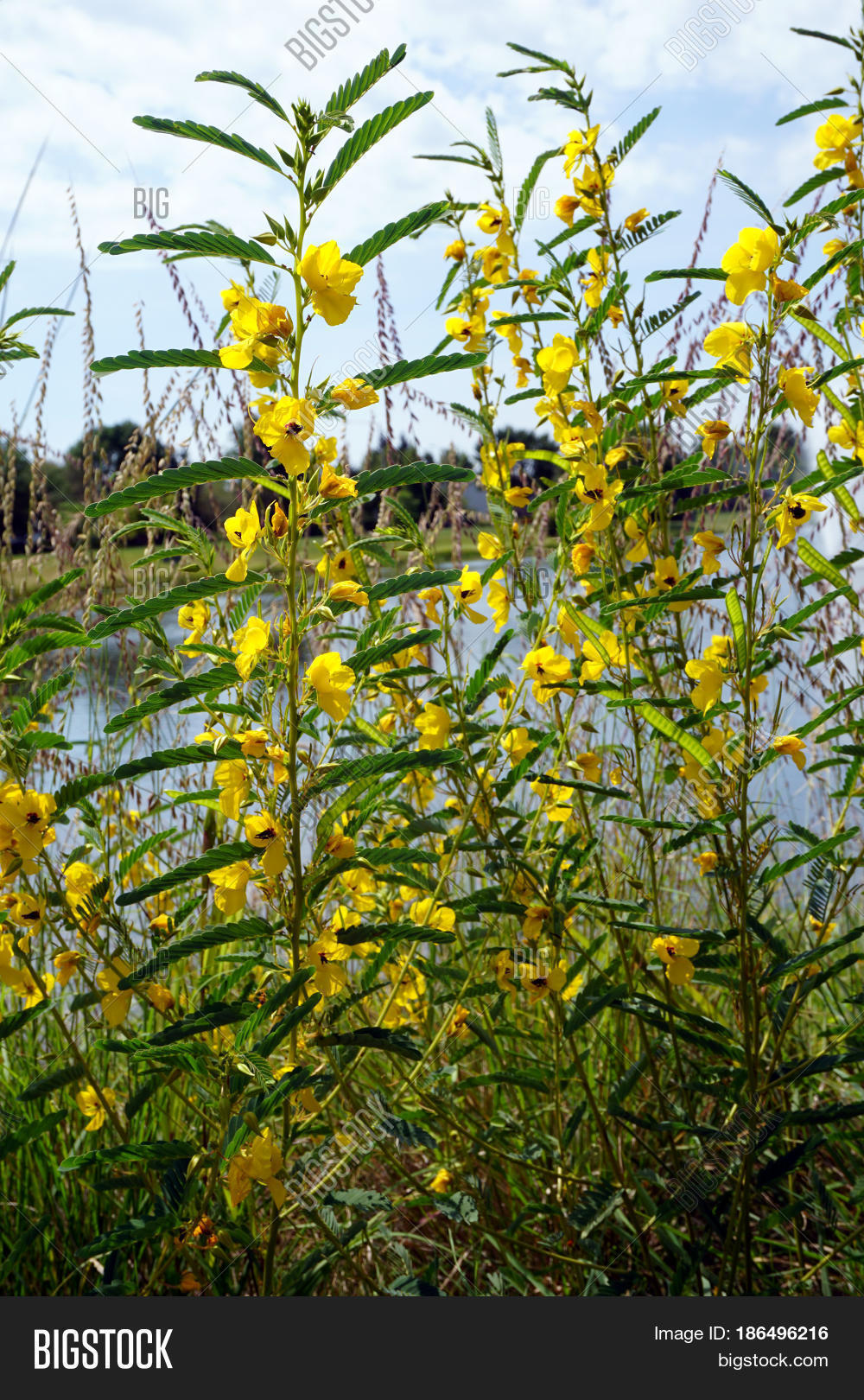 Partridge Pea Plants ( Image & Photo (Free Trial) | Bigstock