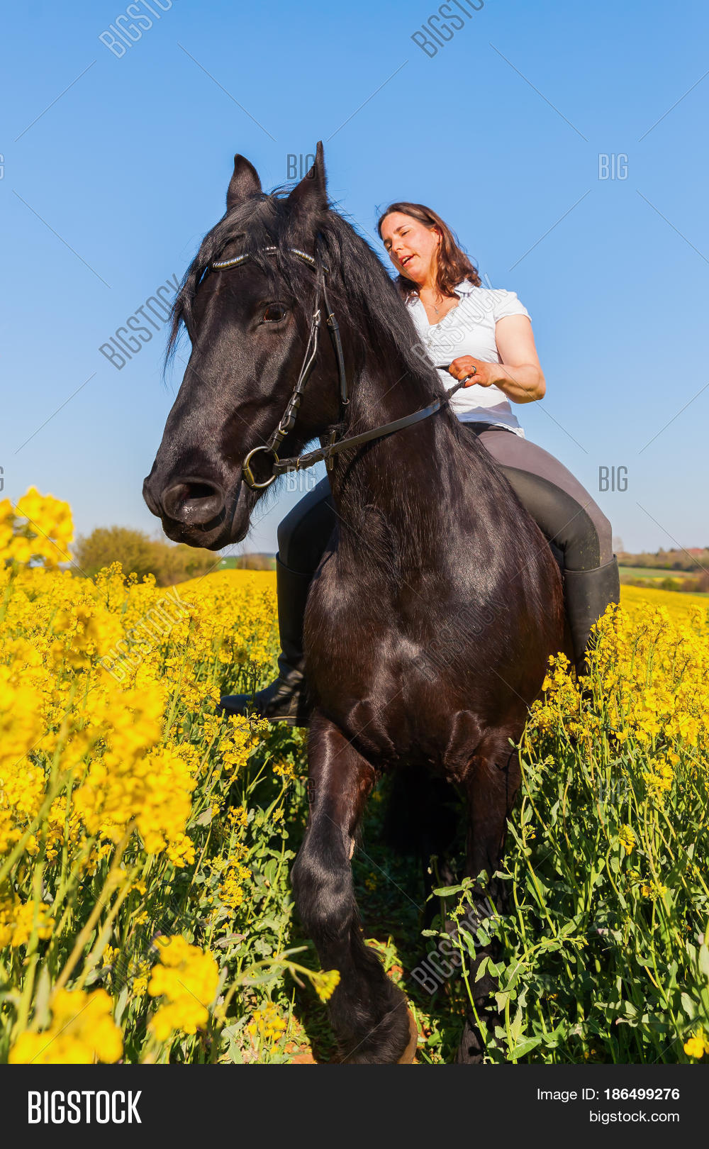 Woman Riding Friesian Image & Photo (Free Trial) | Bigstock