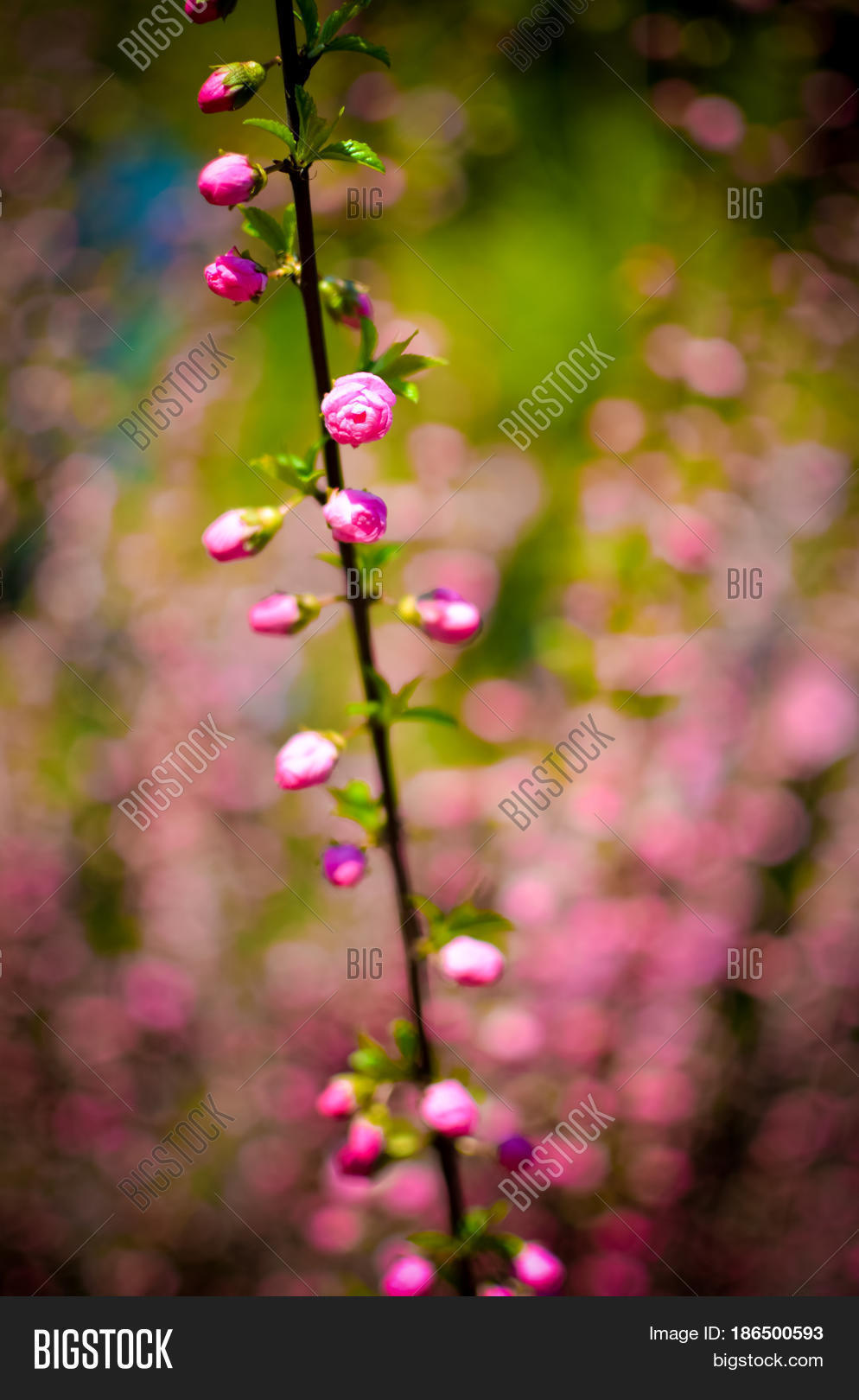 Branch Beautiful Pink Image & Photo (Free Trial) | Bigstock