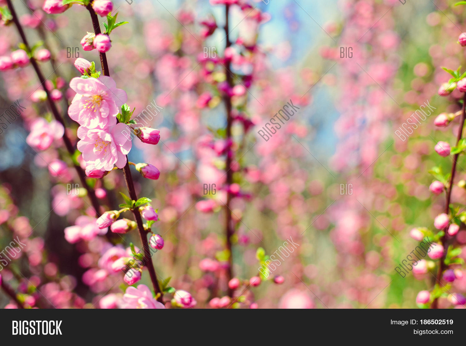 Branch Beautiful Pink Image & Photo (Free Trial) | Bigstock
