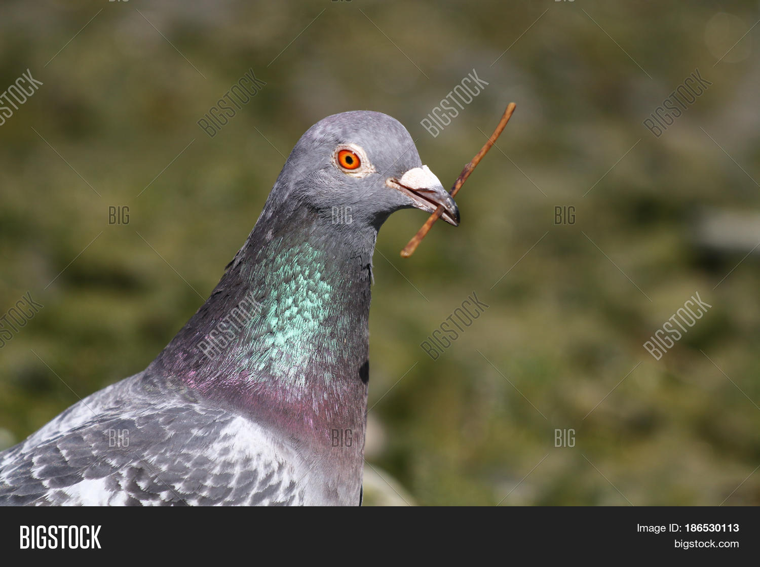 Feral Pigeon Twig Beak Image & Photo (Free Trial) | Bigstock