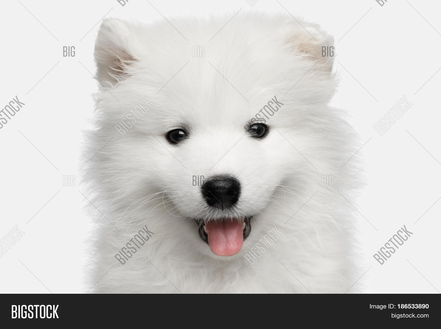 Portrait Furry Samoyed Image & Photo (Free Trial) | Bigstock