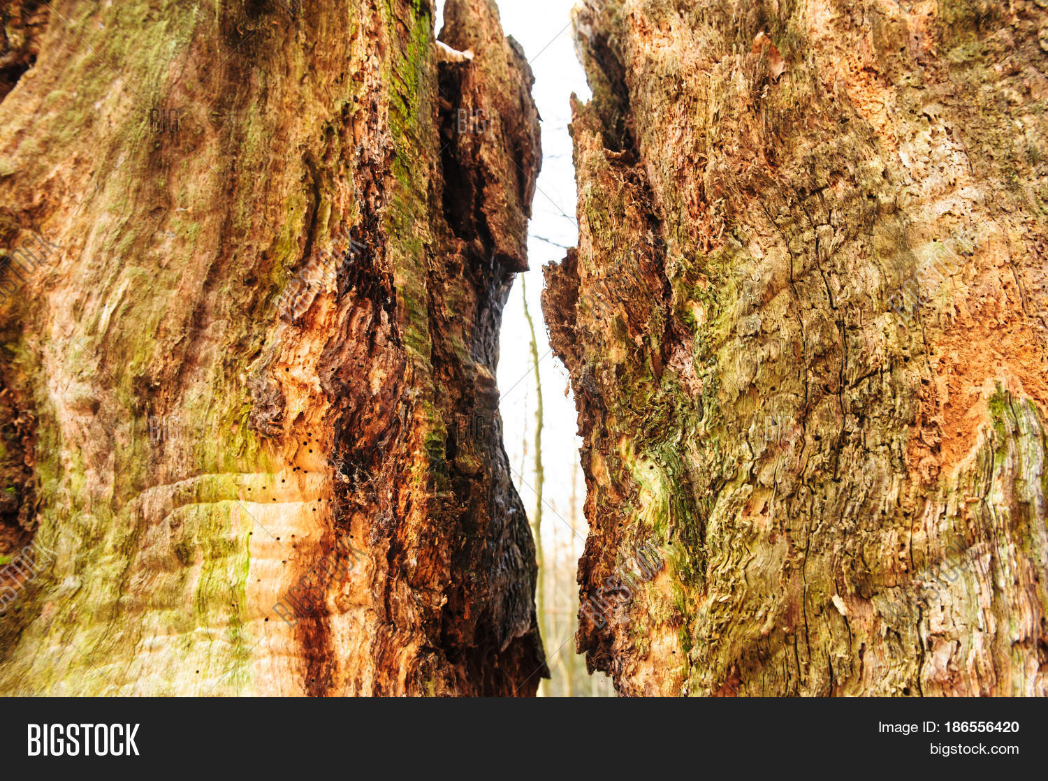 Old Split Ax Tree Image & Photo (Free Trial) | Bigstock