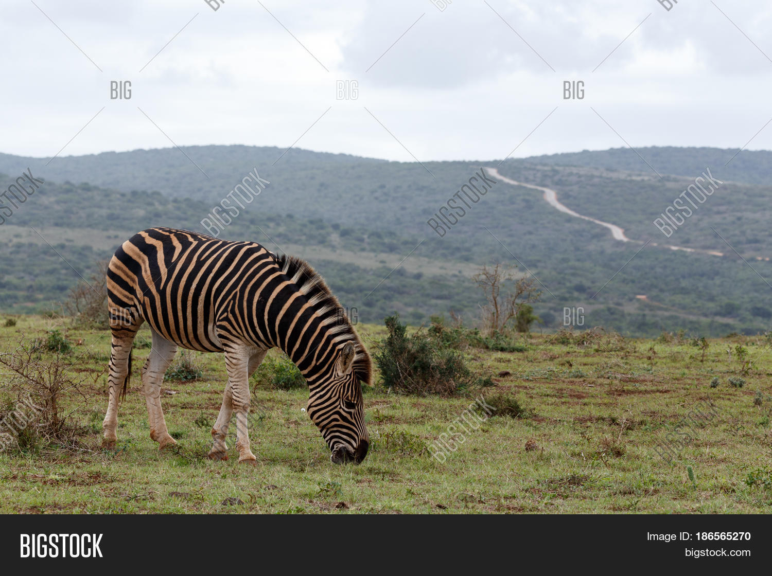Zebra Standing Close Image & Photo (Free Trial) | Bigstock