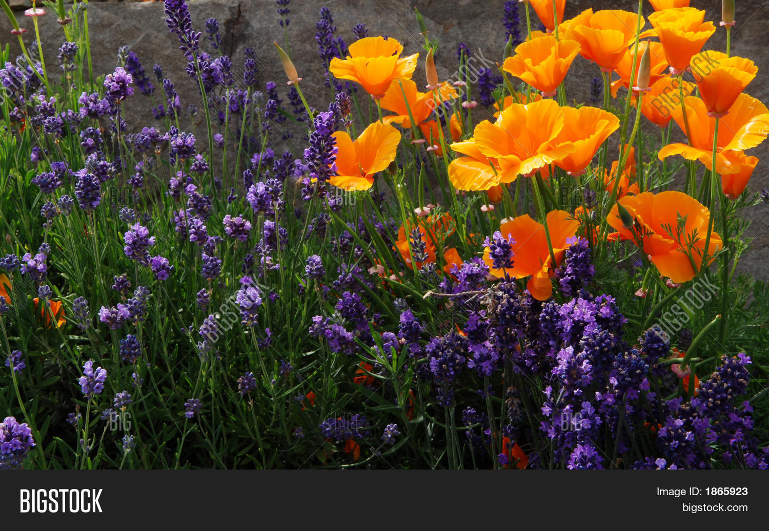 Lavender Poppy Flowers Image & Photo (Free Trial) | Bigstock