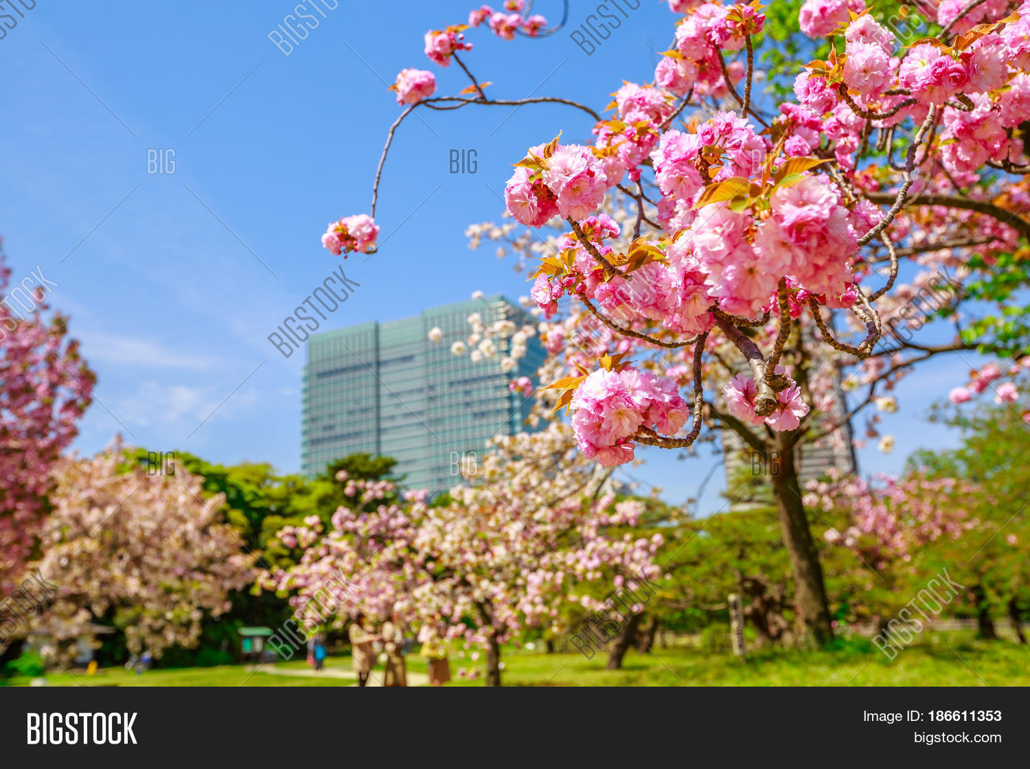 Blossoming Cherry Tree Image & Photo (Free Trial) | Bigstock