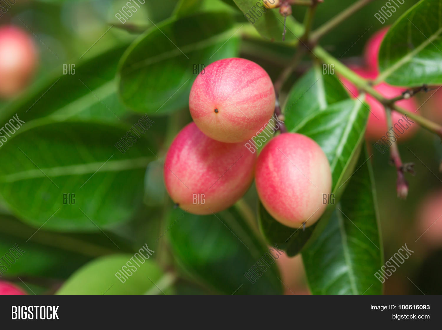 Carunda Karonda , Image & Photo (Free Trial) | Bigstock