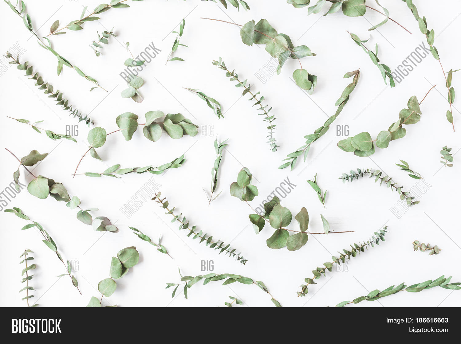 Eucalyptus. Pattern Image & Photo (Free Trial) | Bigstock